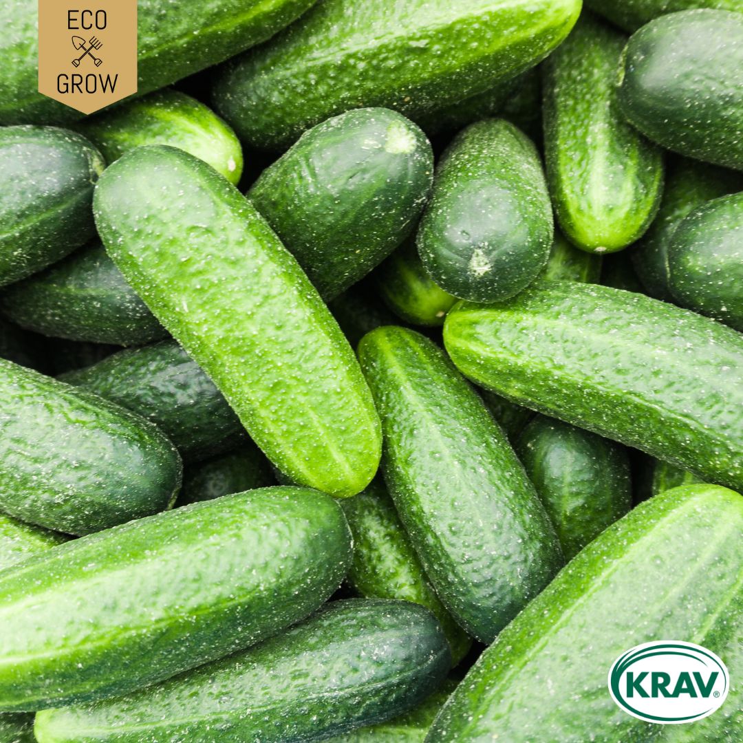 Fröpåse Eco Grow Druvgurka Cornichon de Paris 10001358