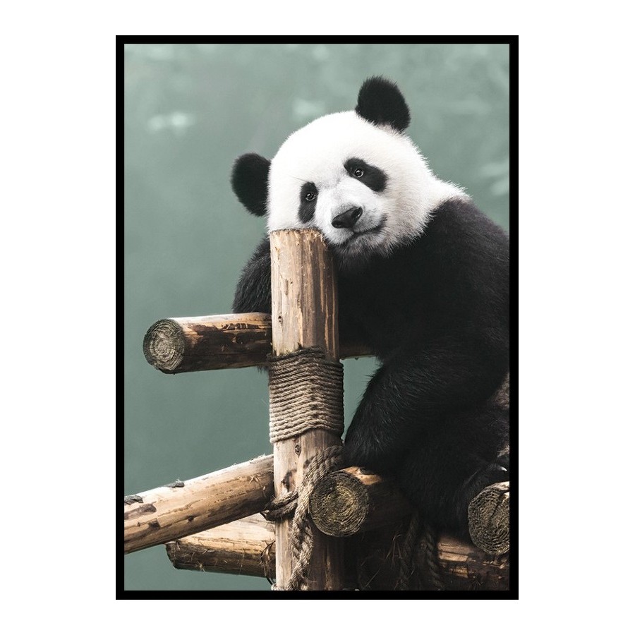 Poster Gallerix Giant Panda Bear Storlek: 30x40 cm- 4294-30x40