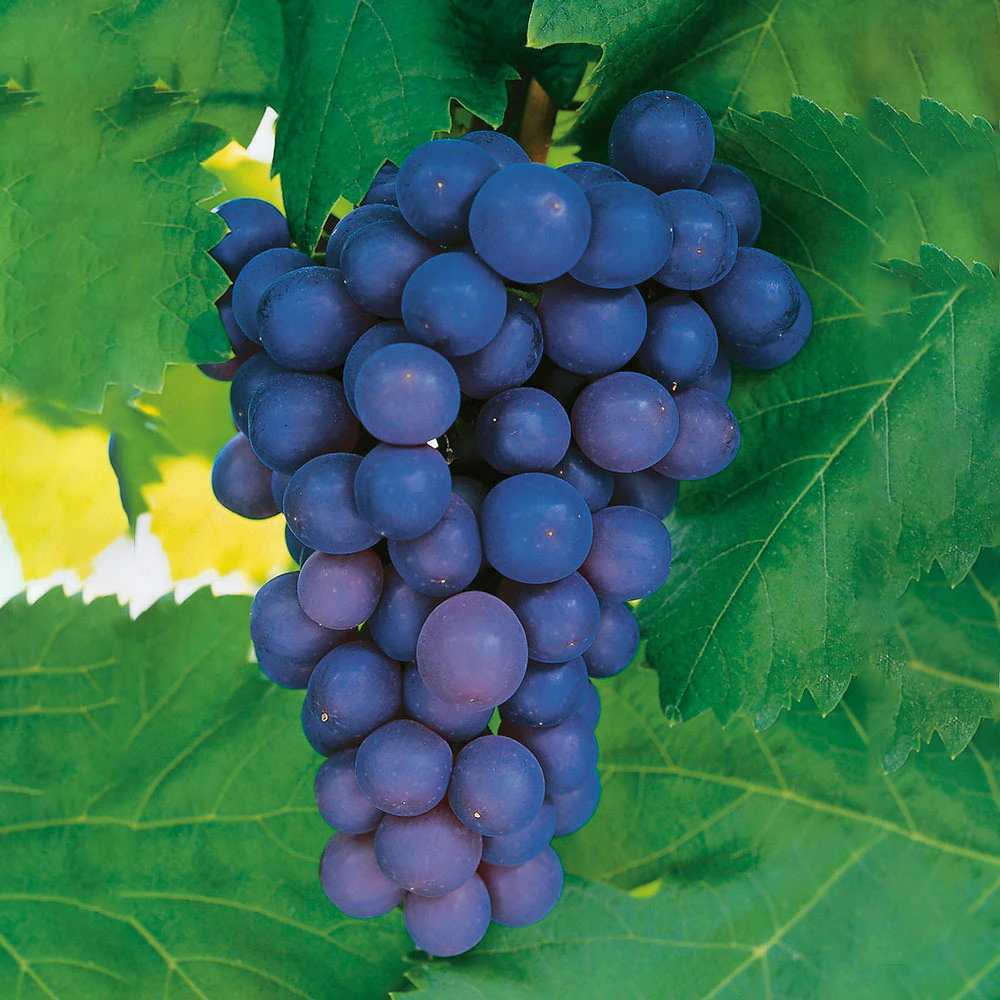 Vindruvor - Vinranka & vindruvsplanta med söta druvor | Bygghemma.se