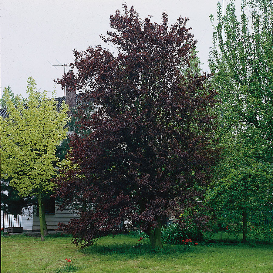 Bok - Köp bok som buske eller träd | Bygghemma.se