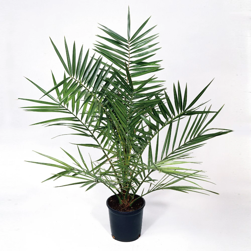 Palm - Vackra gröna palmer | Bygghemma.se