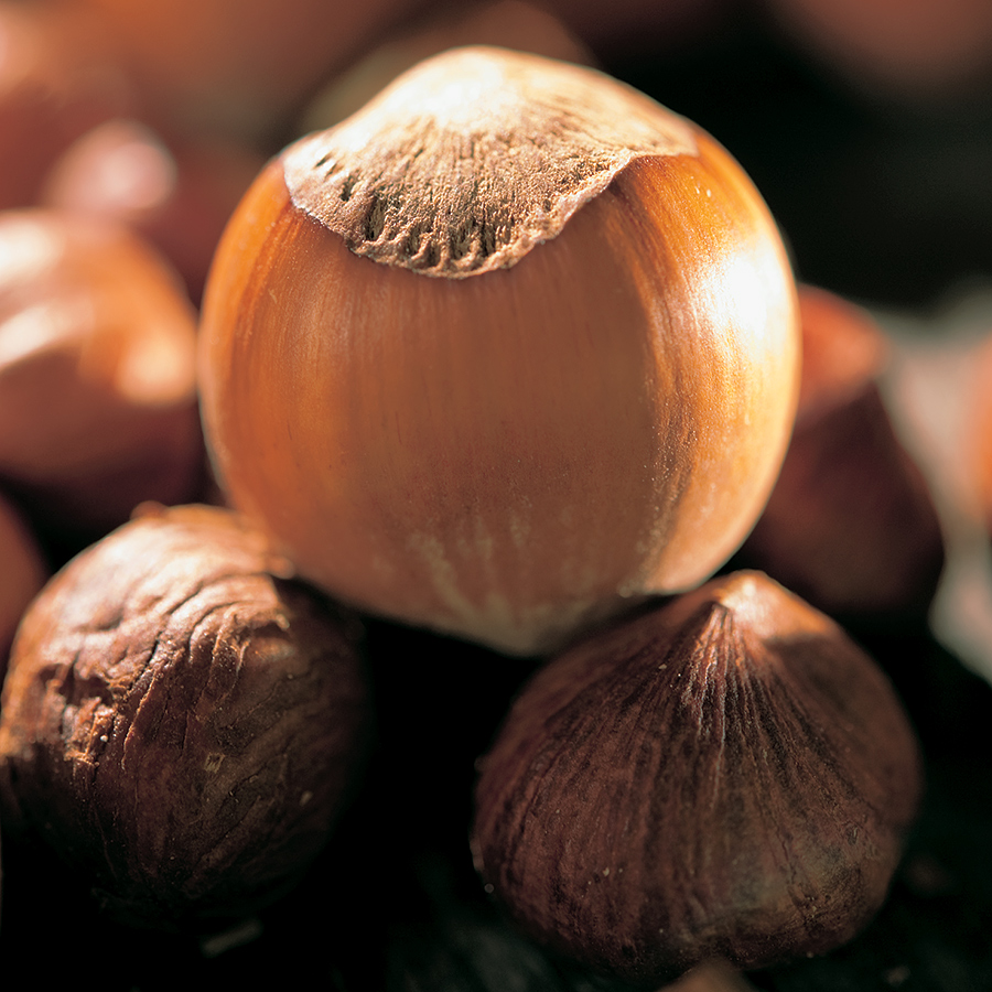 Buske Hassel Omnia Garden 150-200cm GTG22630