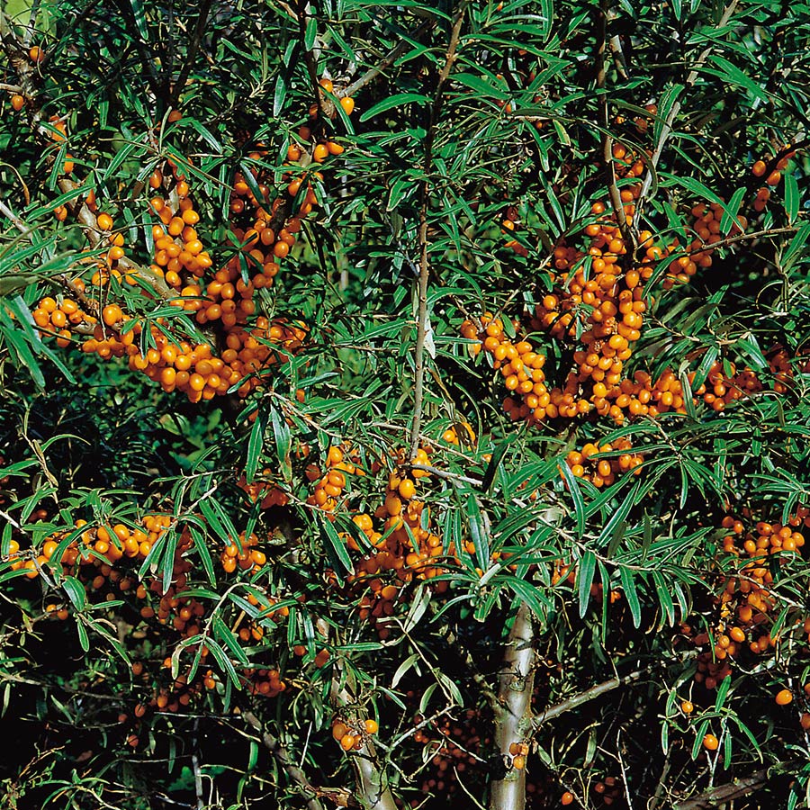 Havtorn buske - Vacker havtornsbuske | Bygghemma.se