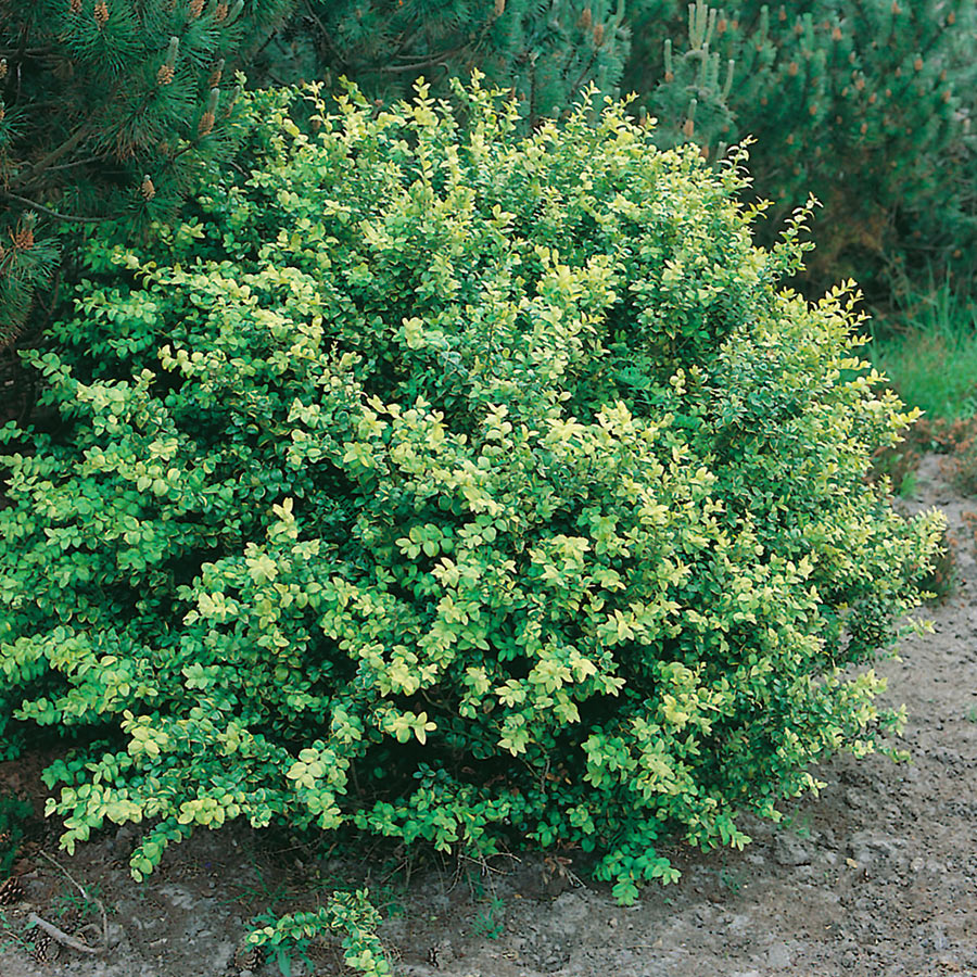 Järnek - Taggig ilex-buske | Bygghemma.se