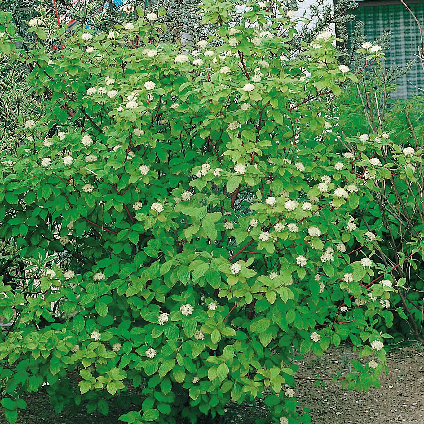 Kornell - Billiga prydnadsbuskar på nätet | Bygghemma.se