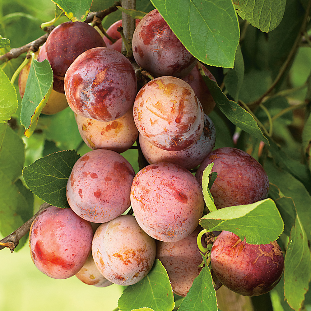 Plommonträd - Nyplockade plommon med plommonträd | Bygghemma.se