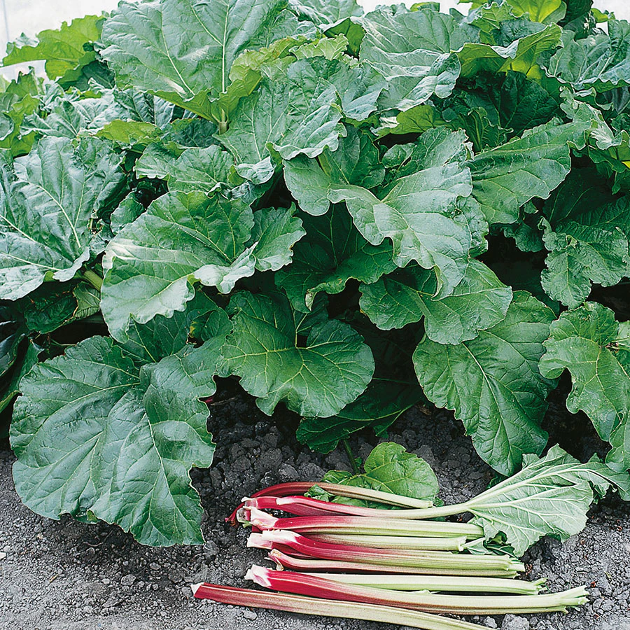 Rabarber - Rabarberplanta billigt online | Bygghemma.se
