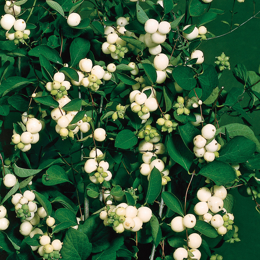 Snöbär - Växter & plantor billigt online | Bygghemma.se