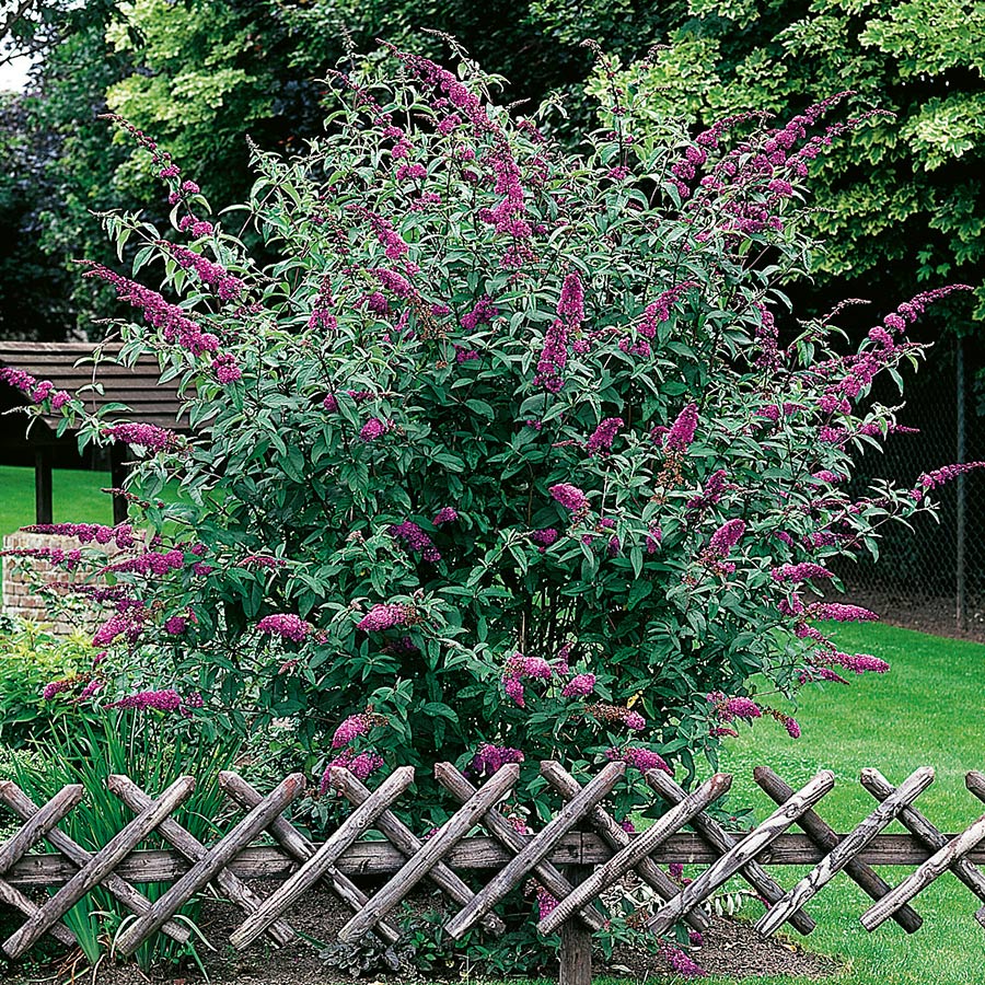 Buddleja - Vackra blommande buddlejor | Bygghemma.se